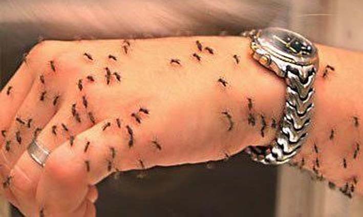 El mosquito Jején altera la tranquilidad ciudadana en Barrancas