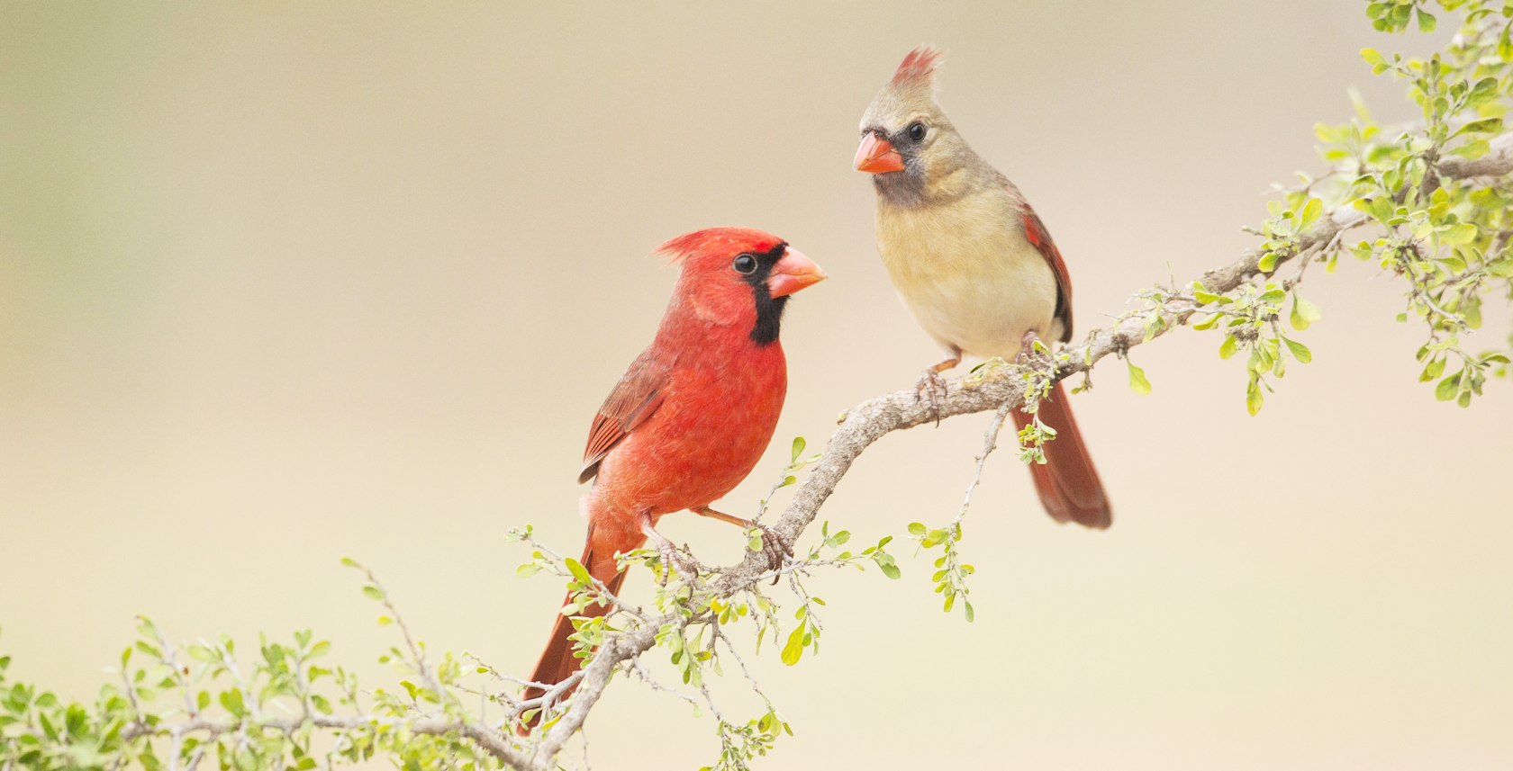Cerrejón compartirá sus datos y conocimiento sobre biodiversidad de La ...